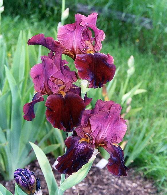 Custom Garden Designs - Great Resources - Bearded Irises